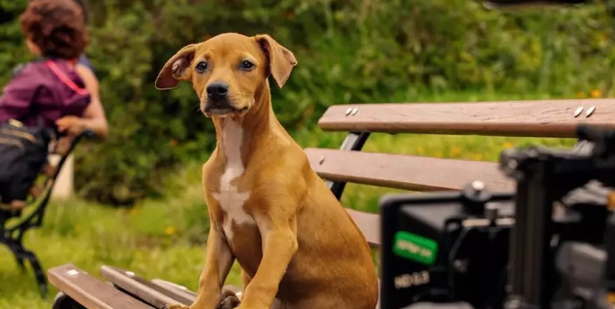 El “perro caramelo” es reconocido como símbolo e identidad de México ...